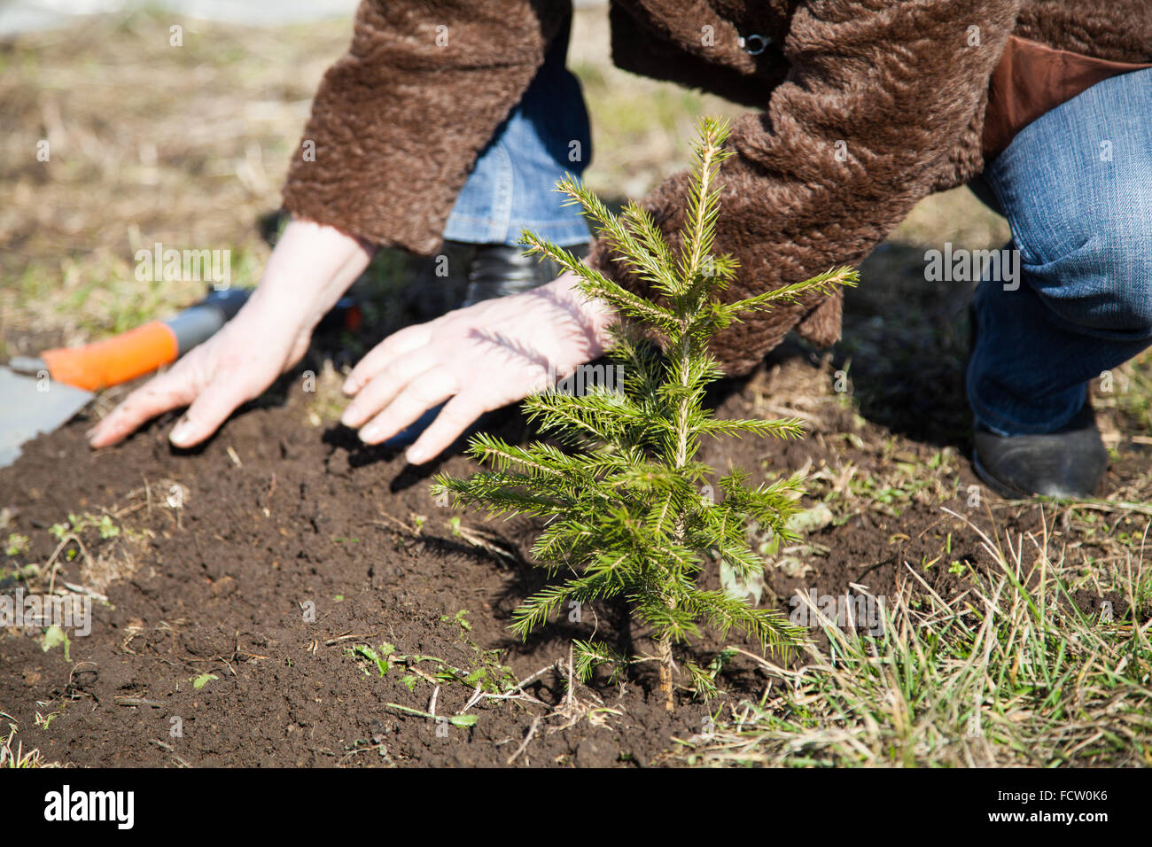 Planting a tree Stock Photo - Alamy