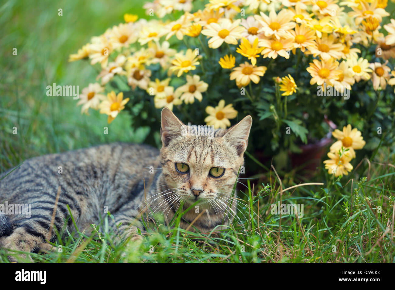 Cute cat relaxing outdoor on flower lawn Stock Photo - Alamy