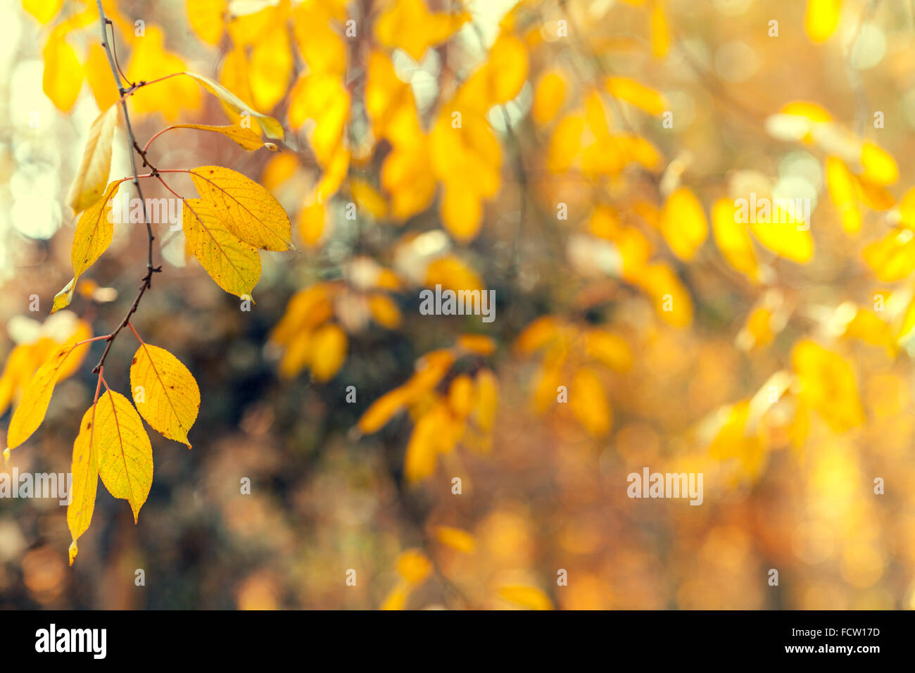 Natural autumn leaves blur background Stock Photo - Alamy