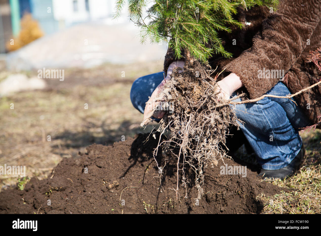 Planting a tree Stock Photo - Alamy