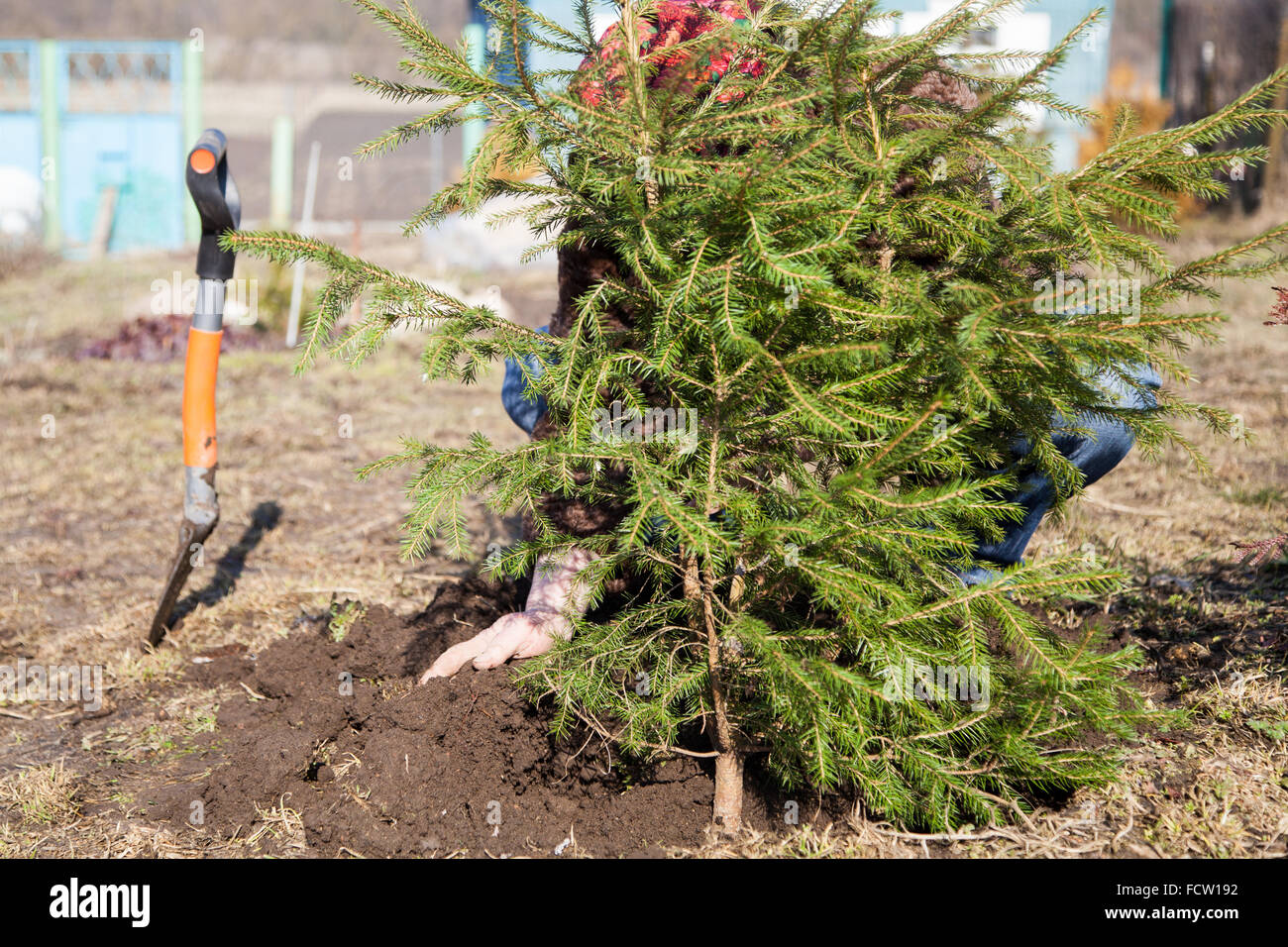 Planting a tree Stock Photo - Alamy