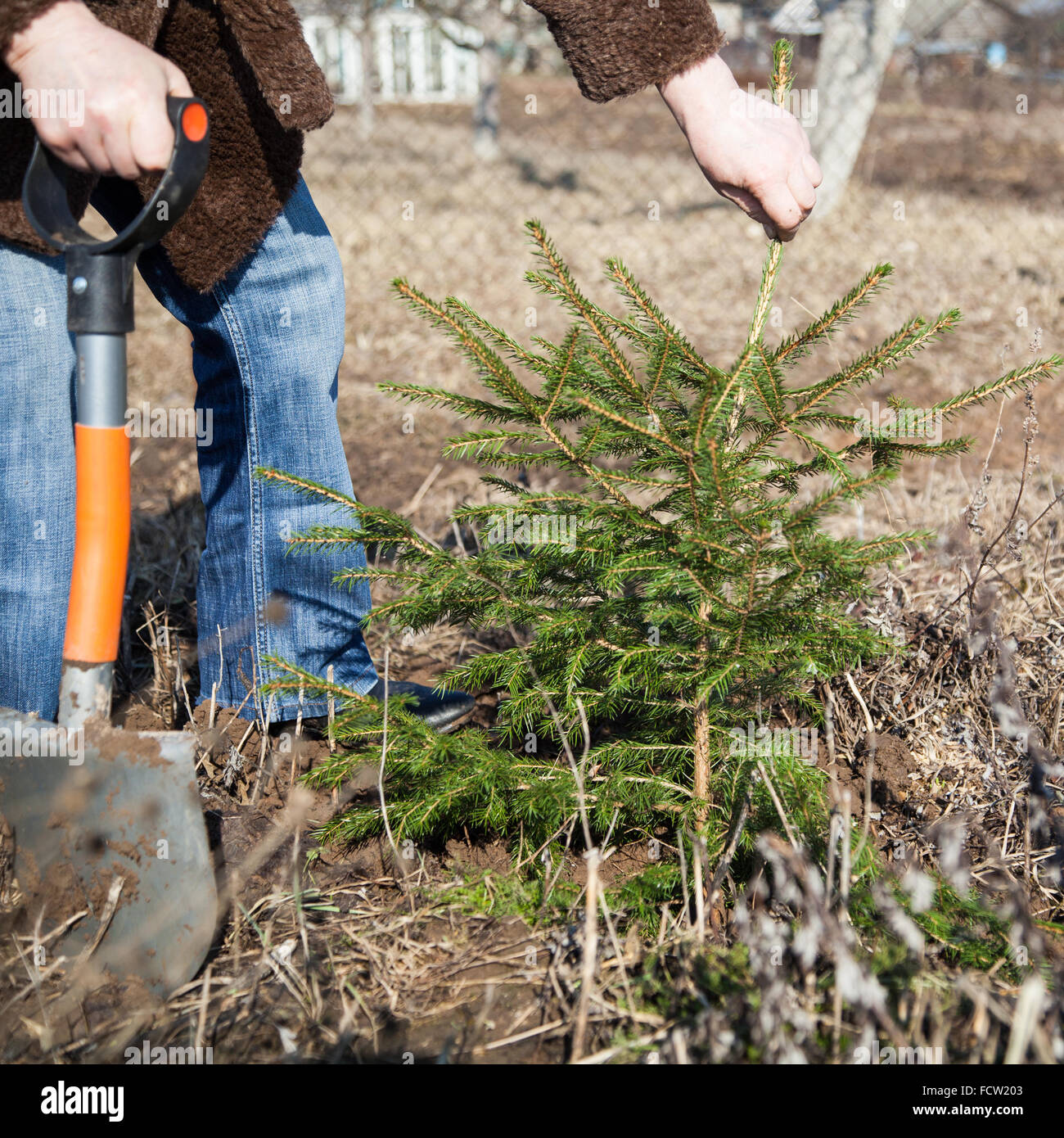 Planting a tree Stock Photo - Alamy