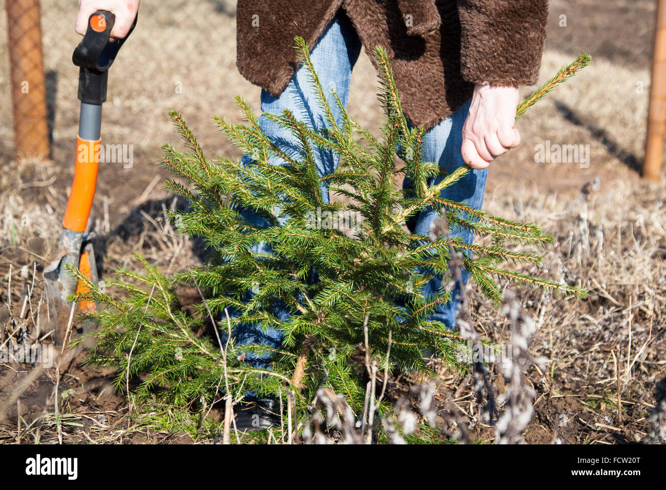 Planting a tree Stock Photo - Alamy