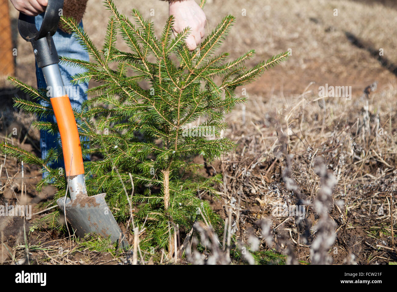 Planting a tree Stock Photo - Alamy