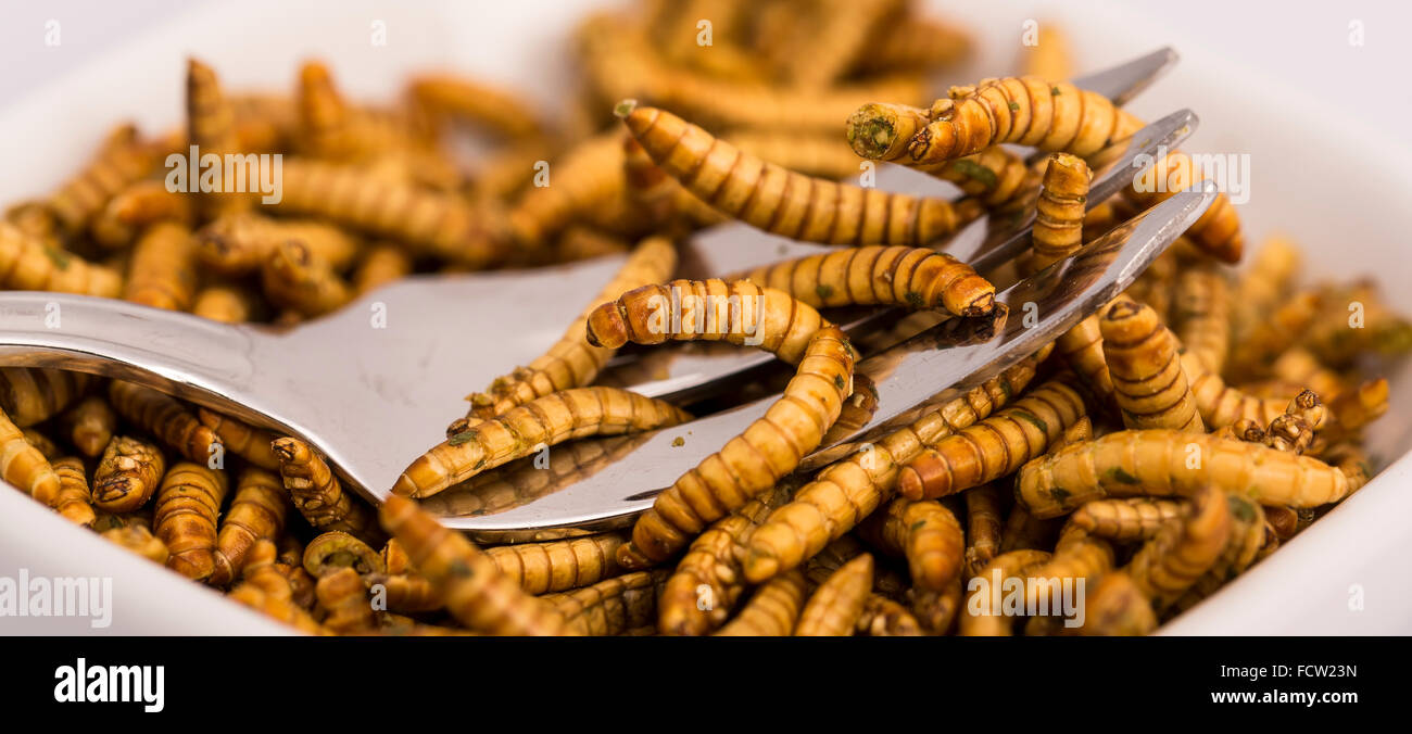 Fried insects, molitors Stock Photo - Alamy
