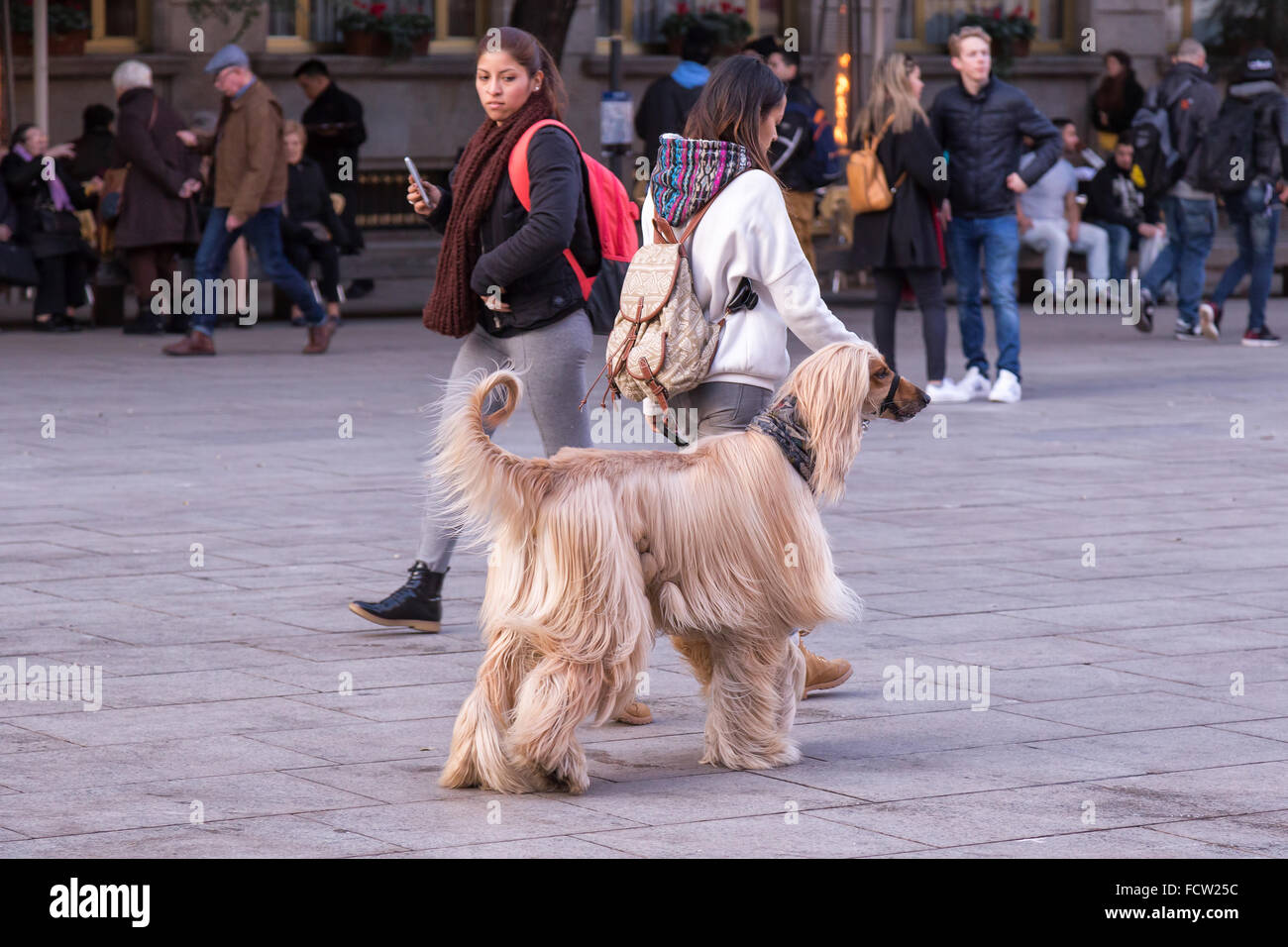 Afghan hound hair hi-res stock photography and images - Alamy
