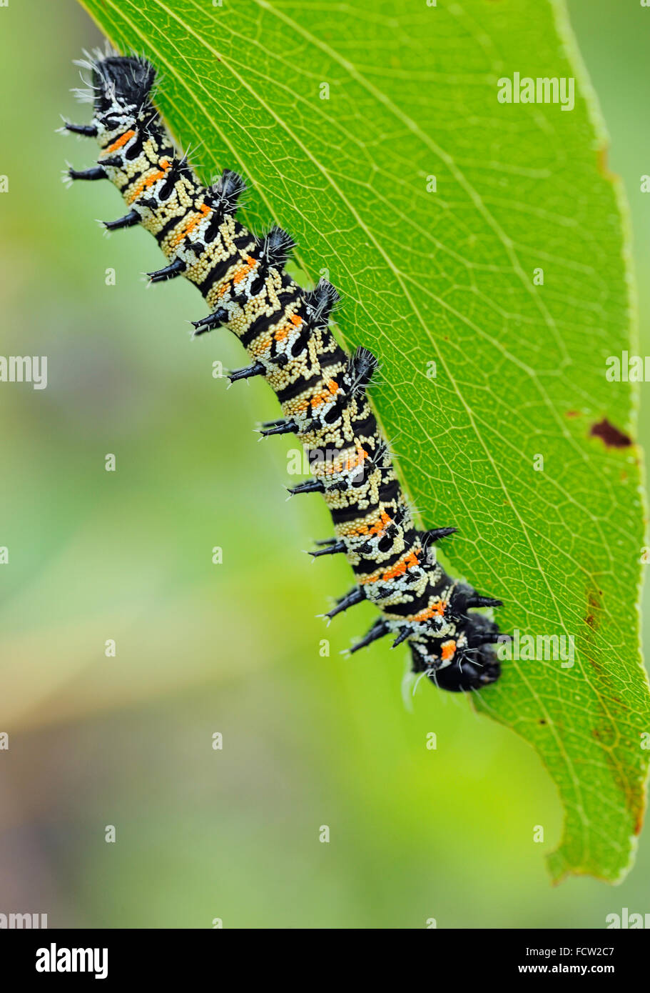 Mopane worm hi-res stock photography and images - Alamy