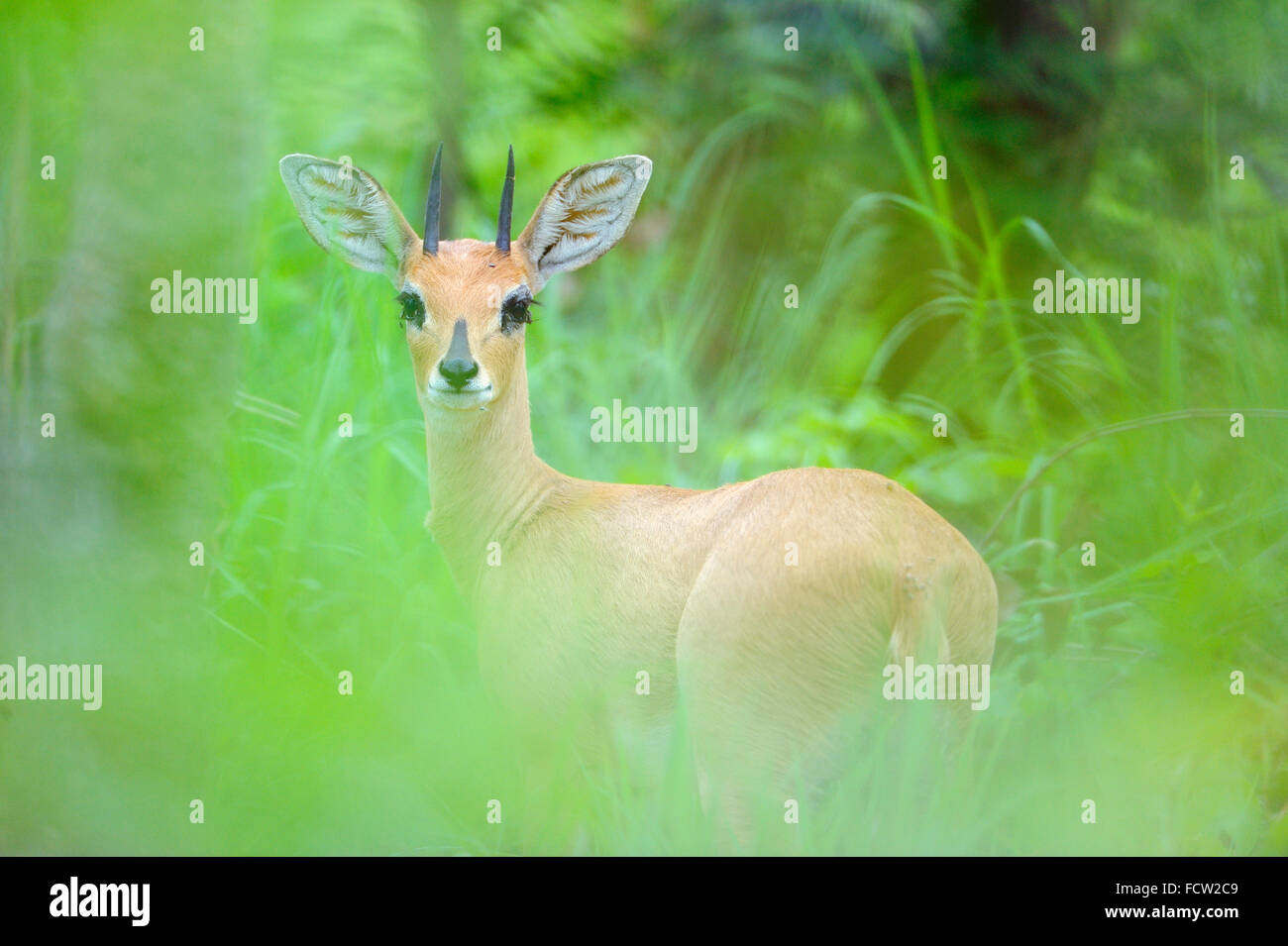 Steenbok (Raphicerus campestris), Hwange N P, Zimbabwe Stock Photo - Alamy