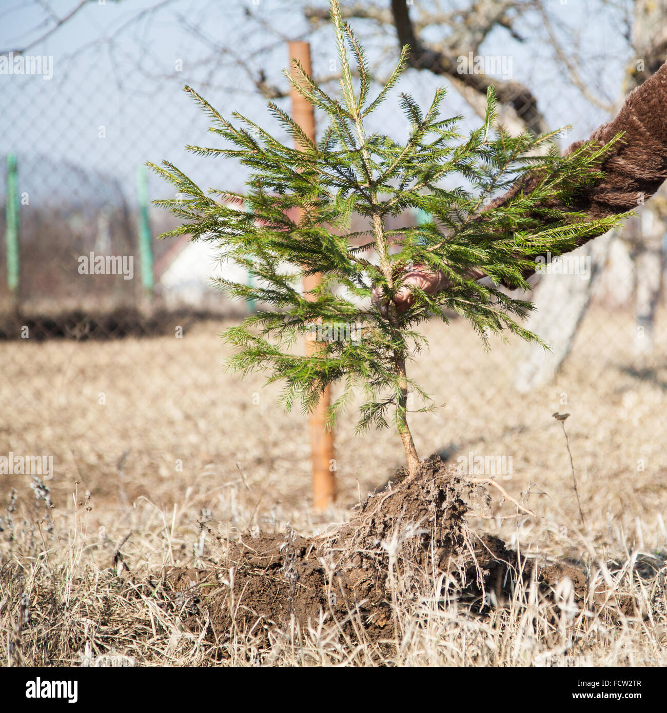 Planting a tree Stock Photo - Alamy