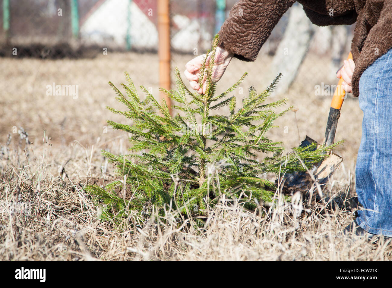 Planting a tree Stock Photo - Alamy