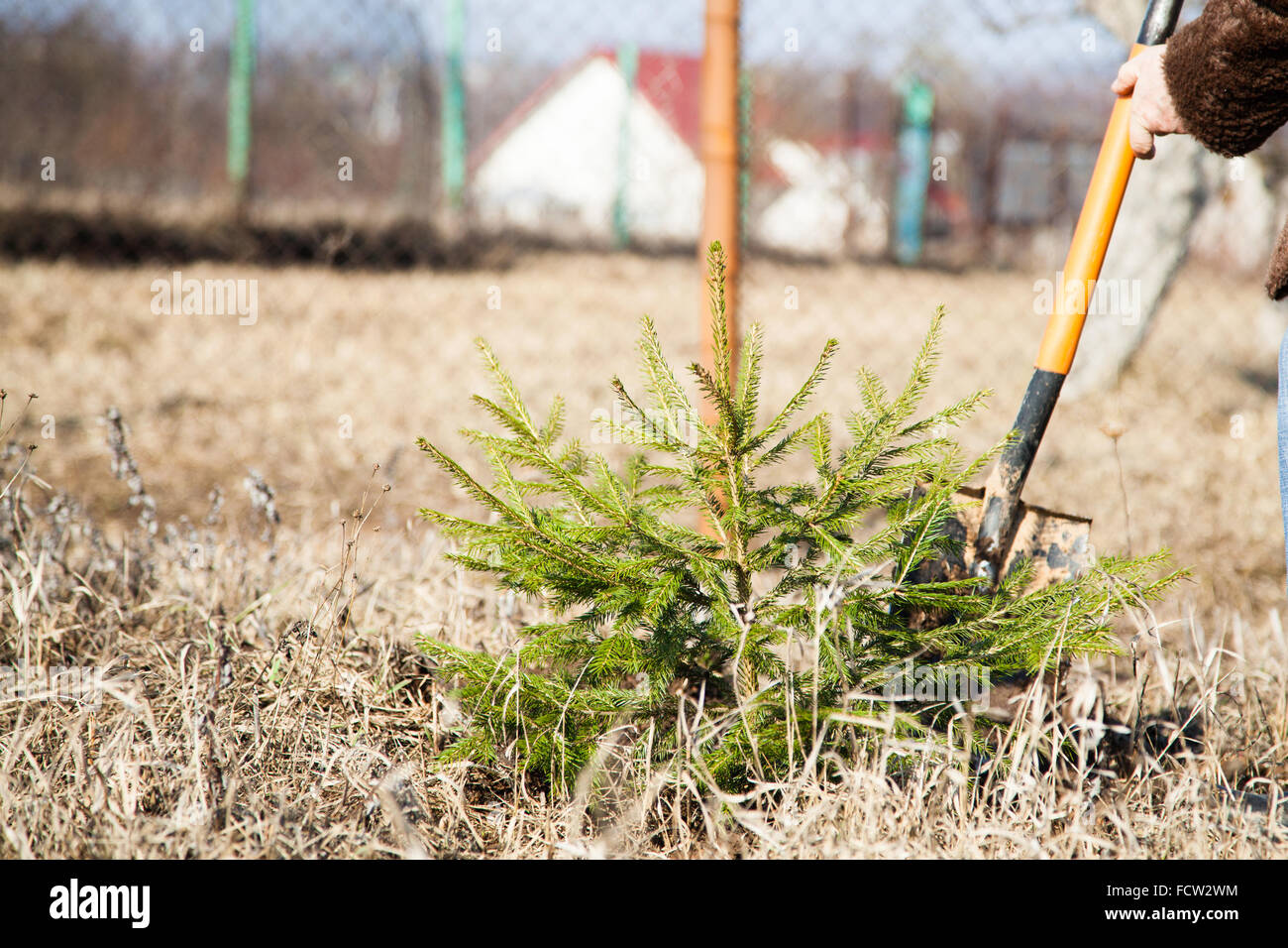 Planting a tree Stock Photo - Alamy