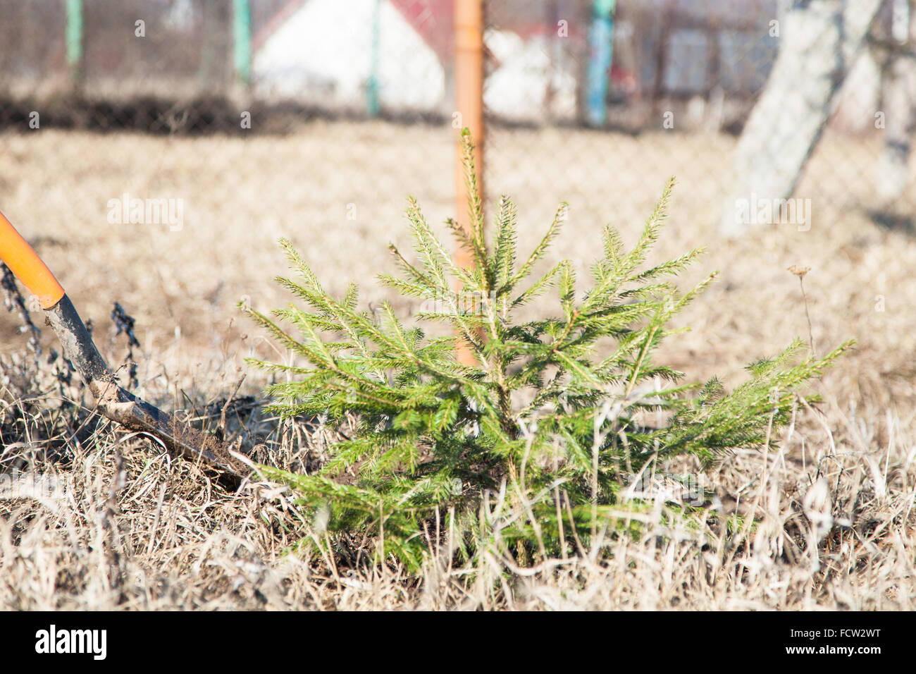 Planting a tree Stock Photo - Alamy