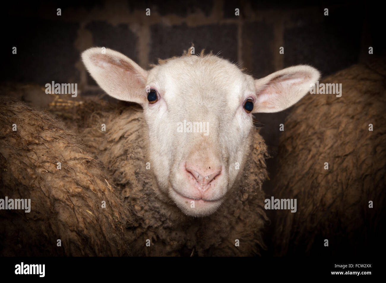 Sheep in the barn Stock Photo - Alamy