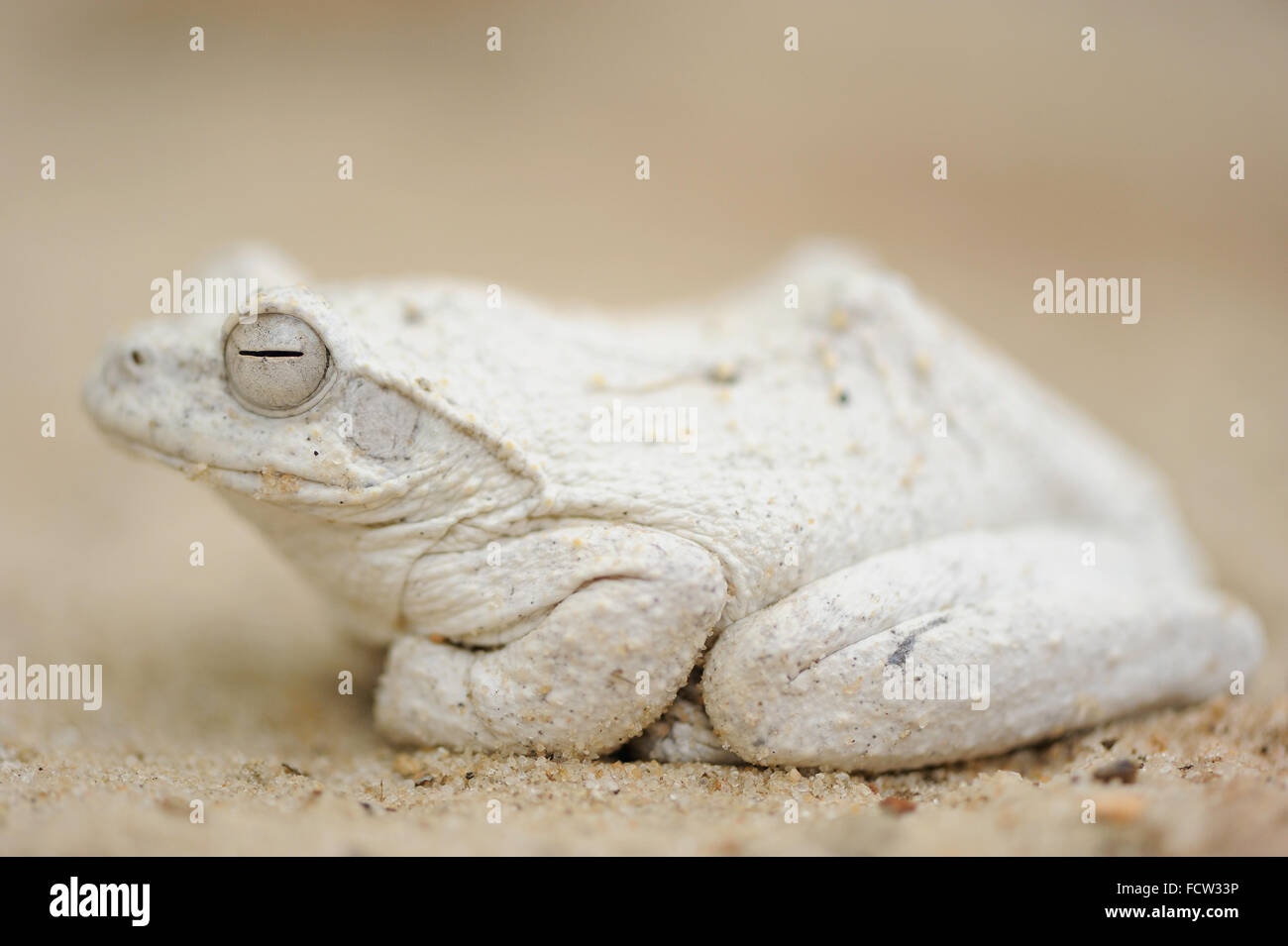 Foamnest frog (Chiromantis rufescens), Hwange N P, Zimbabwe Stock Photo ...