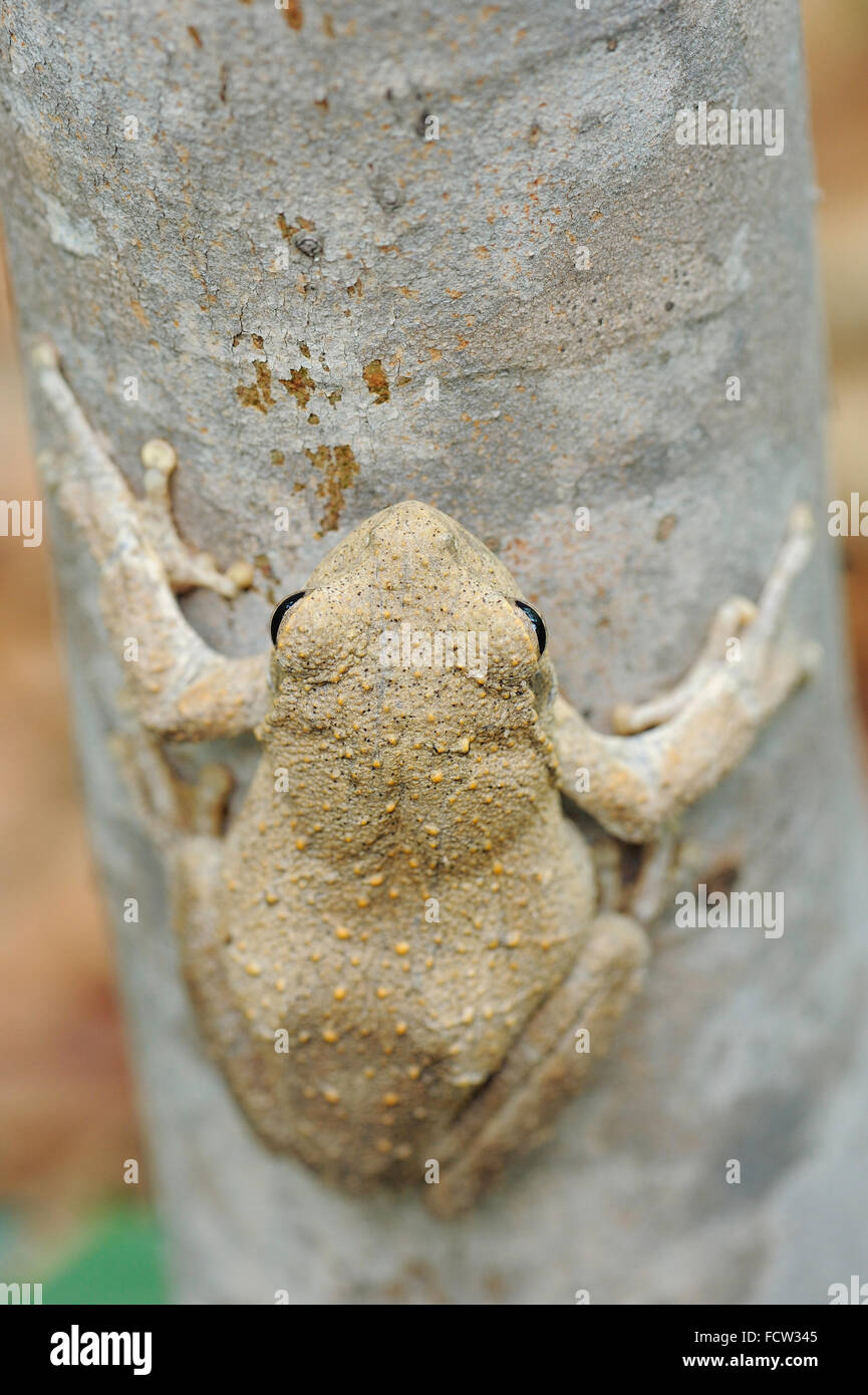 Foamnest frog (Chiromantis rufescens), Hwange N P, Zimbabwe Stock Photo ...
