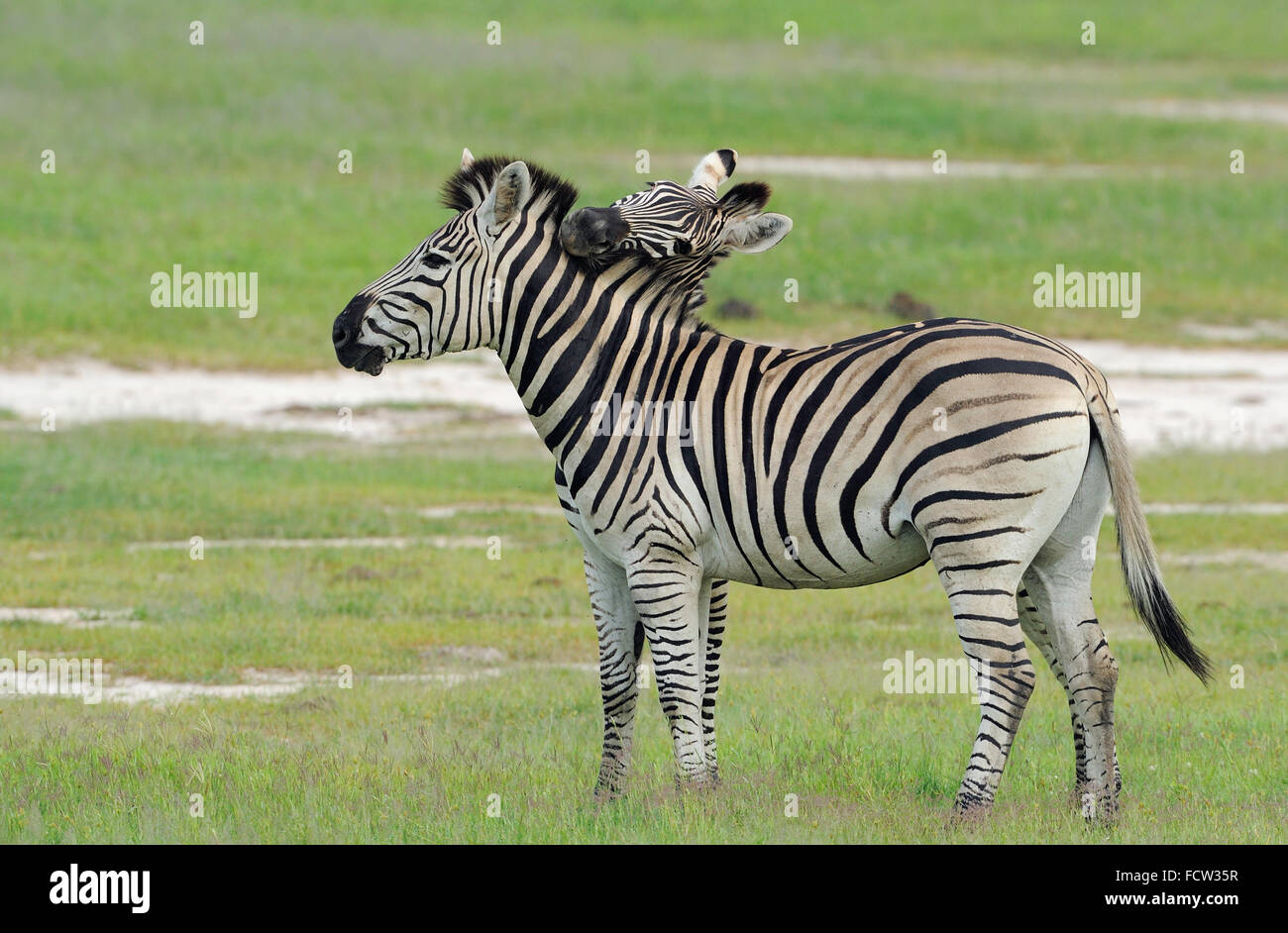 Two Zebras Hugging High Resolution Stock Photography and Images - Alamy