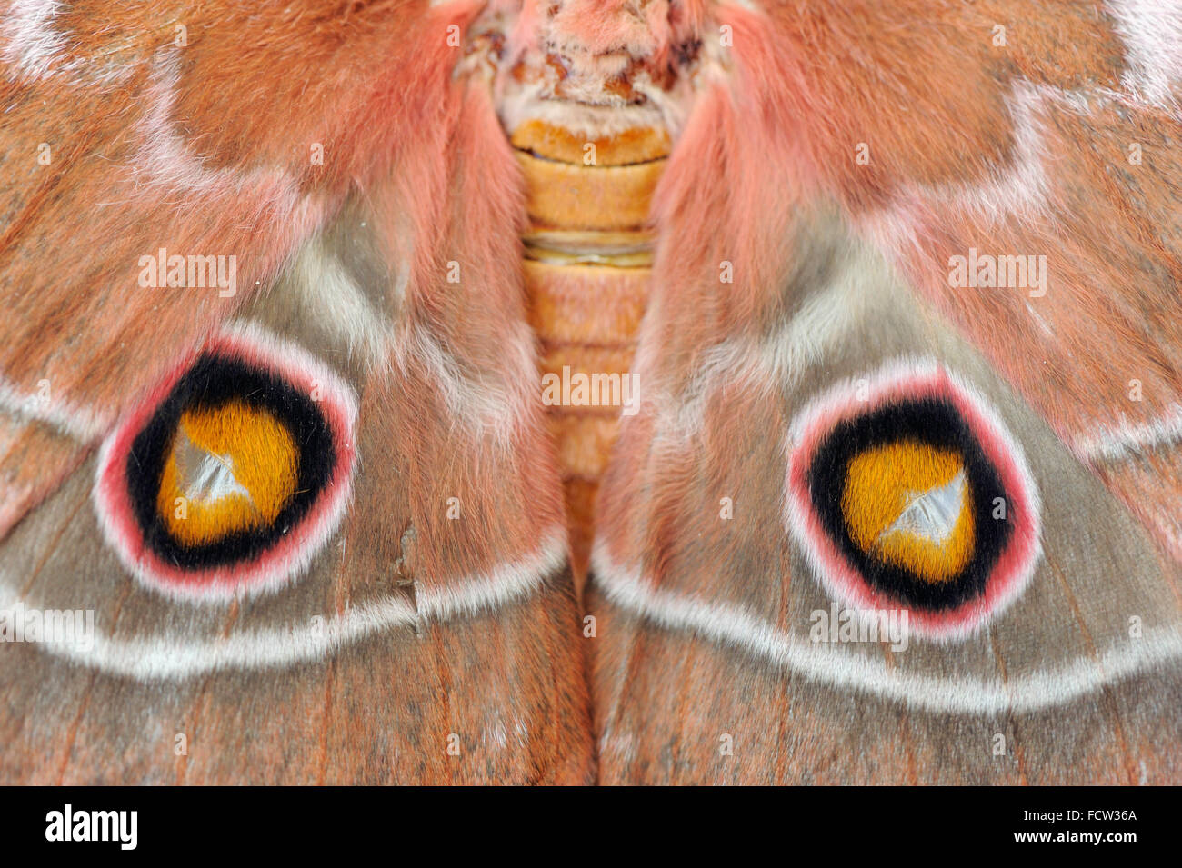 Mopane moth hi-res stock photography and images - Alamy