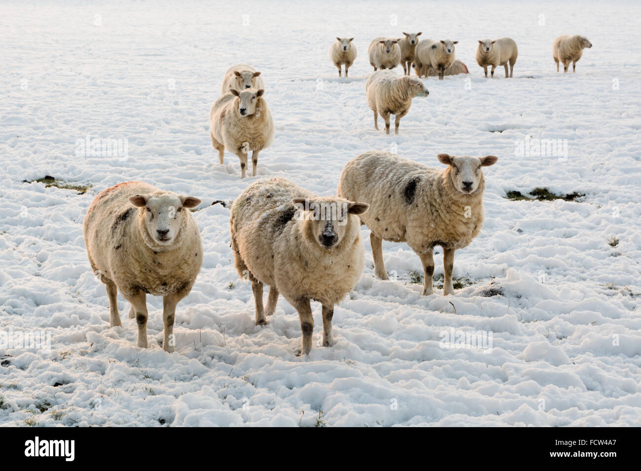 Sheep in the snow Stock Photo - Alamy
