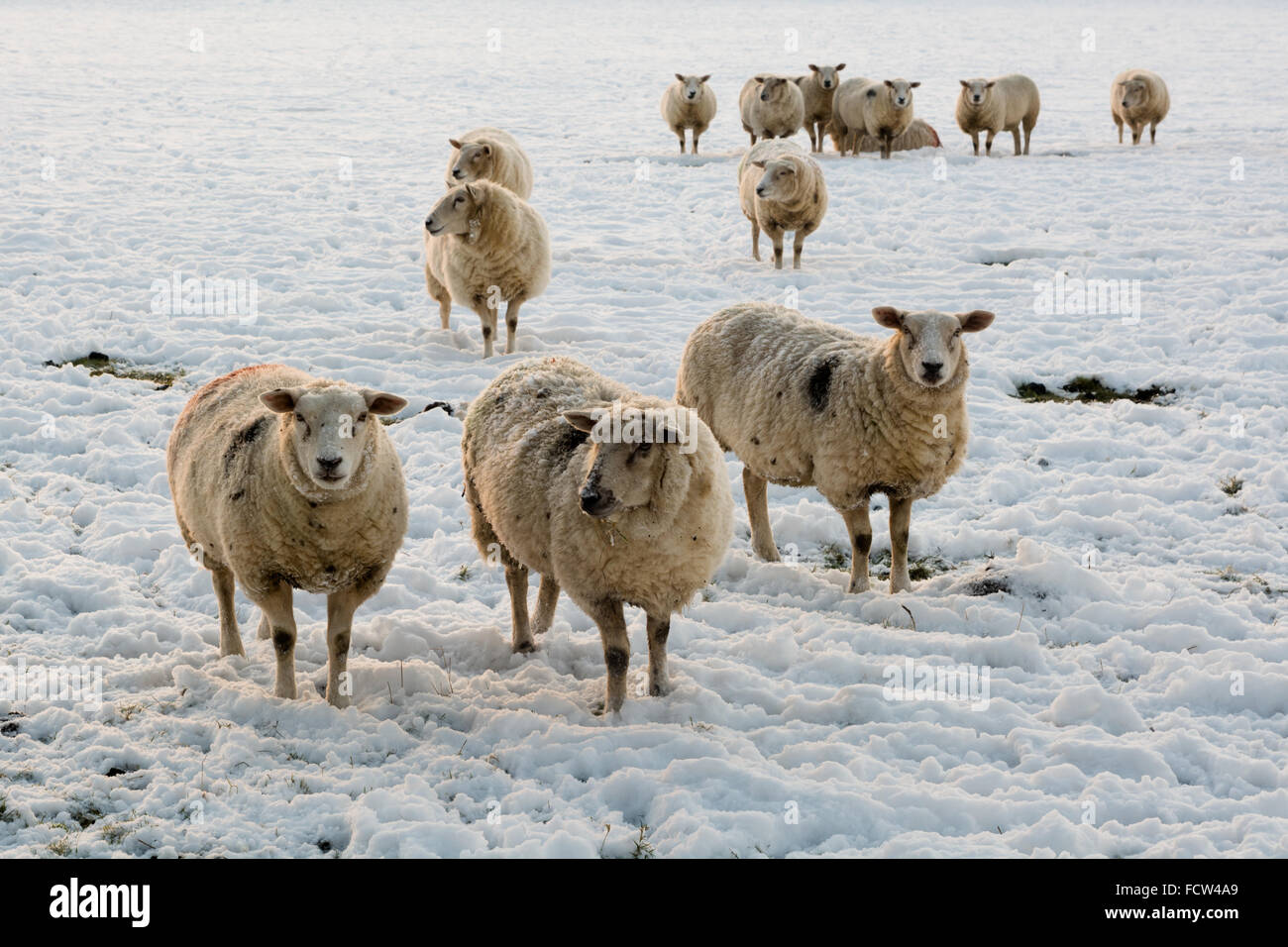 Sheep in the snow Stock Photo - Alamy