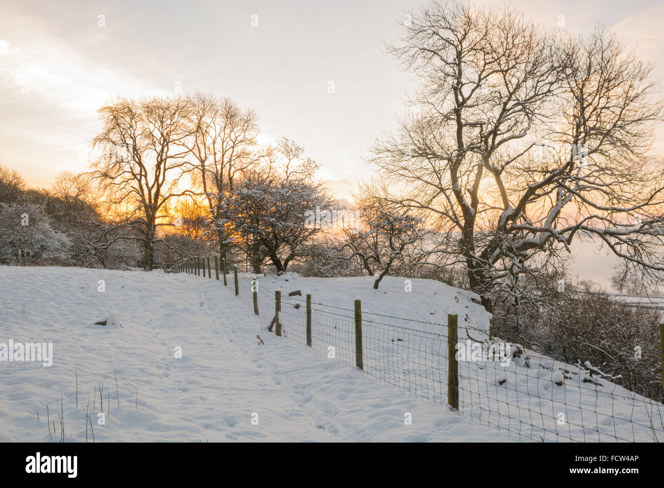 Woodland sunrise hi-res stock photography and images - Alamy