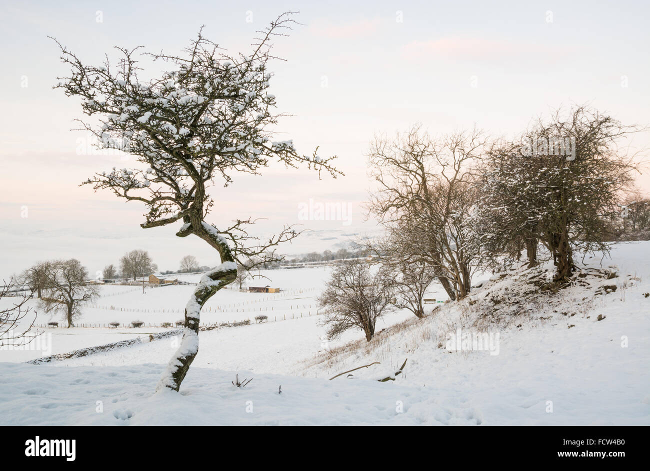 Twisted Hawthorn tree in the snow Stock Photo - Alamy