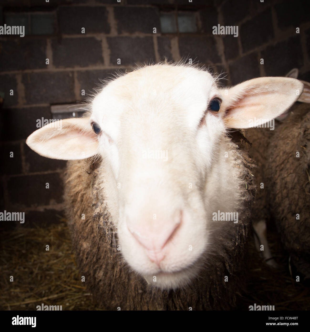 Sheep in the barn Stock Photo - Alamy