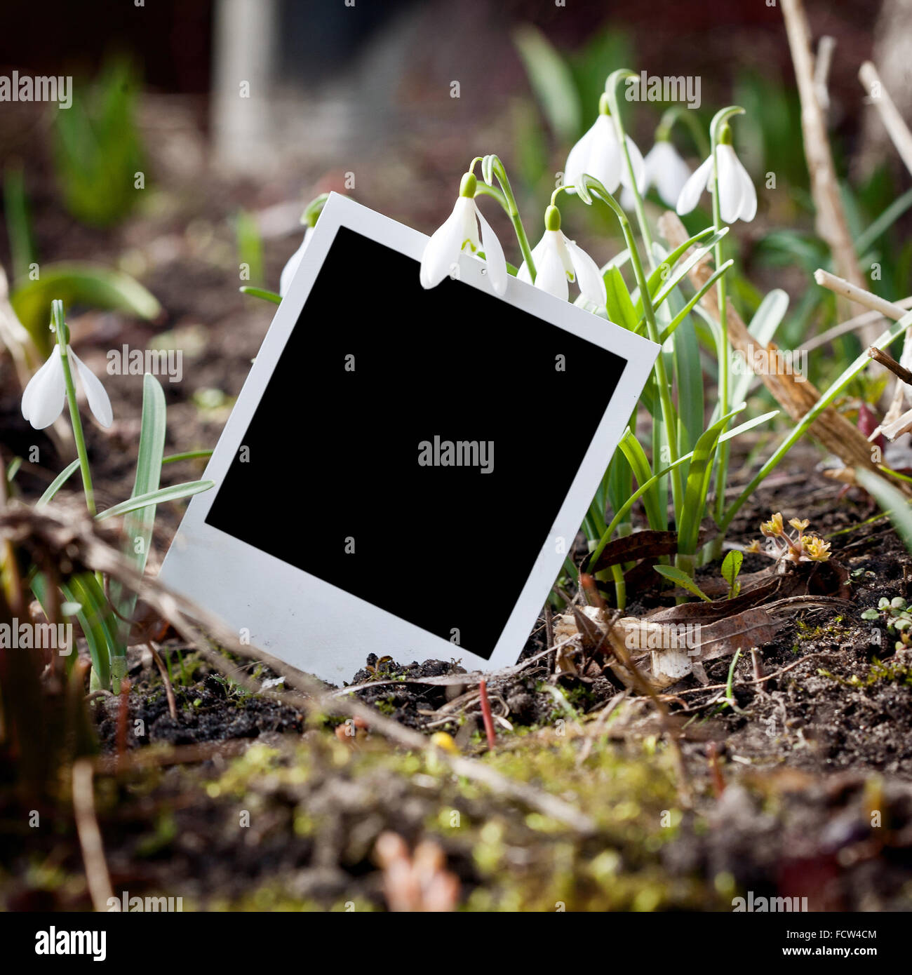Instant film frame and a few snowdrops Stock Photo - Alamy