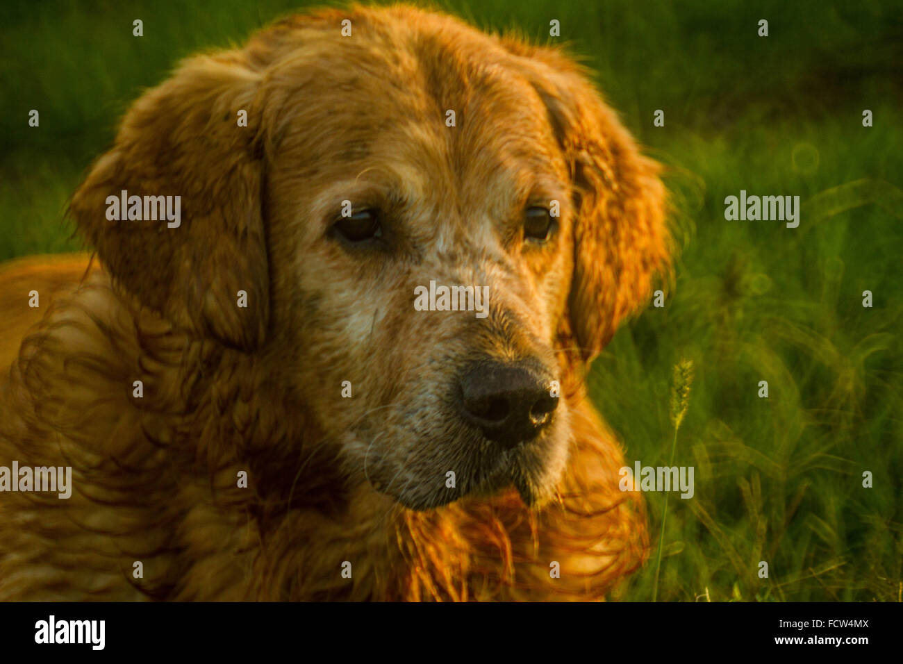 Golden puppies hi-res stock photography and images - Alamy