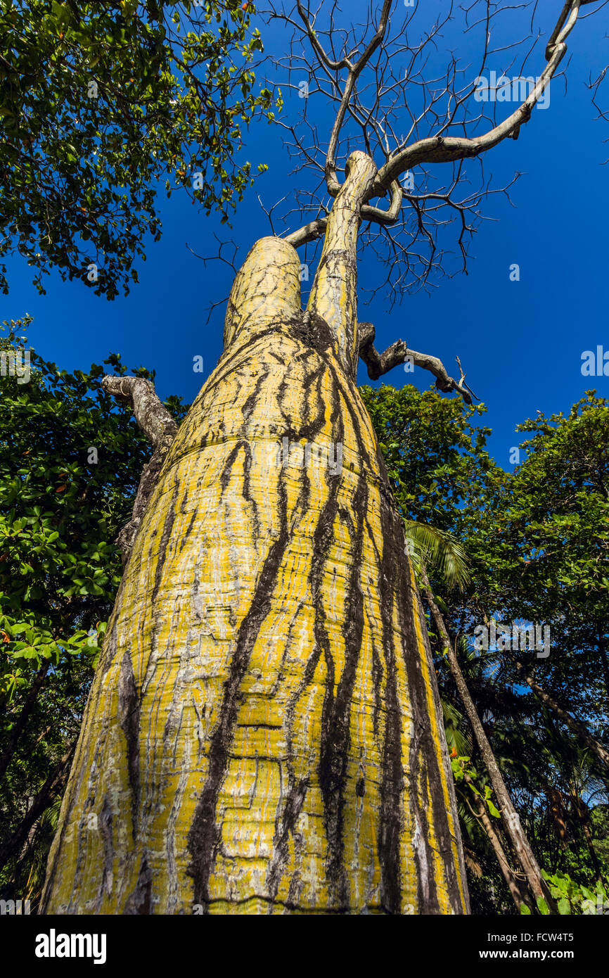 Ceibo tree hi-res stock photography and images - Alamy