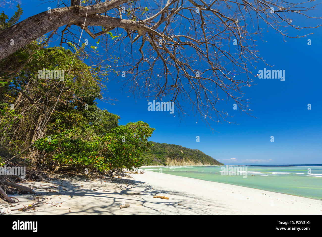 Pochote thorn tree at Cabo Blanco beach & reserve on Nicoya Peninsula's ...
