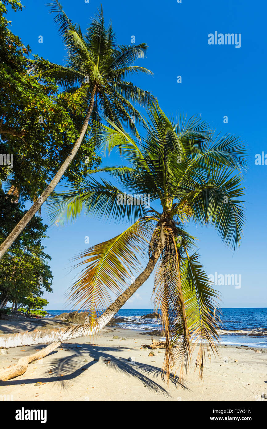 Leaning palms on town beach of this funky resort at Nicoya Peninsula's ...