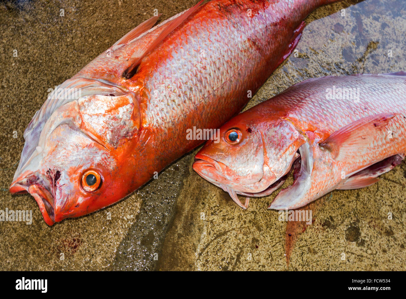 Red Snapper on fishing boat dock at Tambor on the south Gulf of Nicoya ...
