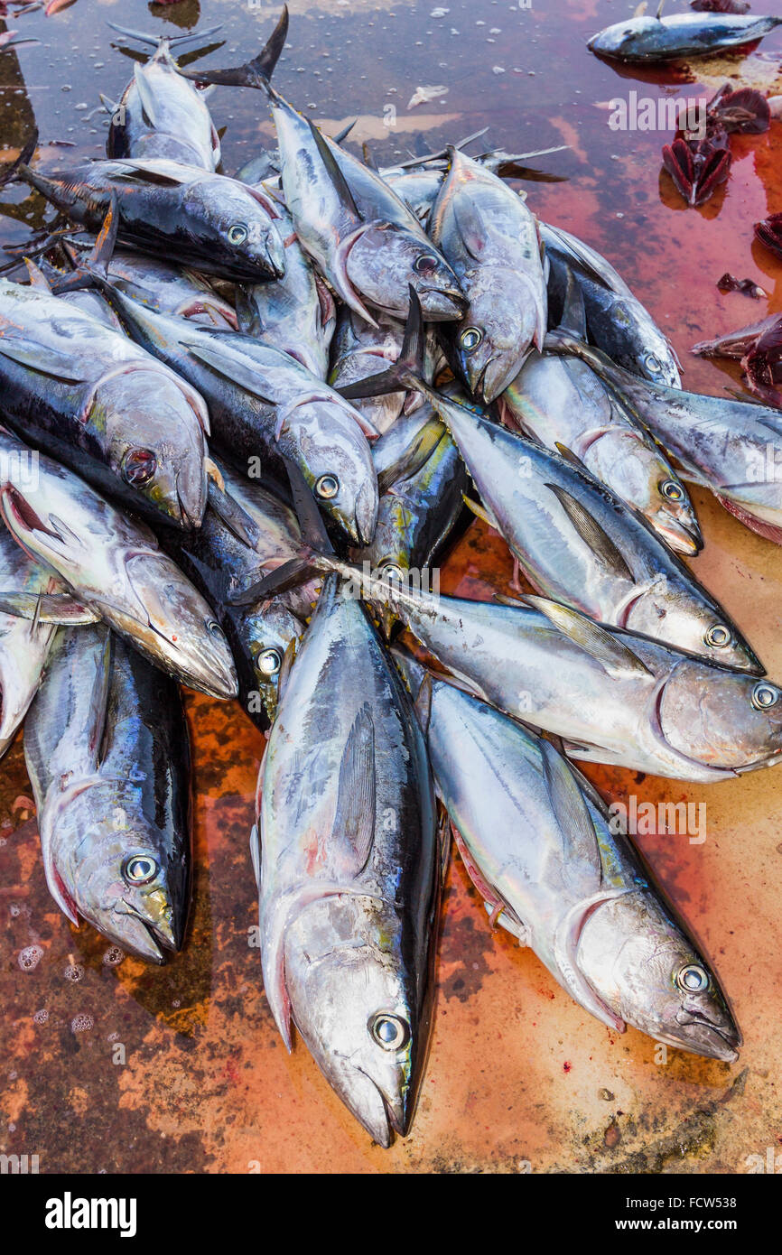 Yellowfin Tuna on fishing boat dock at Tambor on the south Gulf of ...