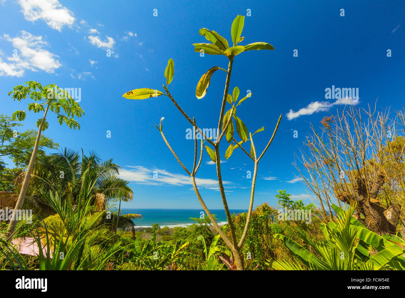 Cecropia tree hi-res stock photography and images - Alamy