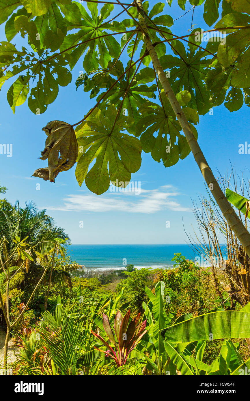 Cecropia tree hi-res stock photography and images - Alamy