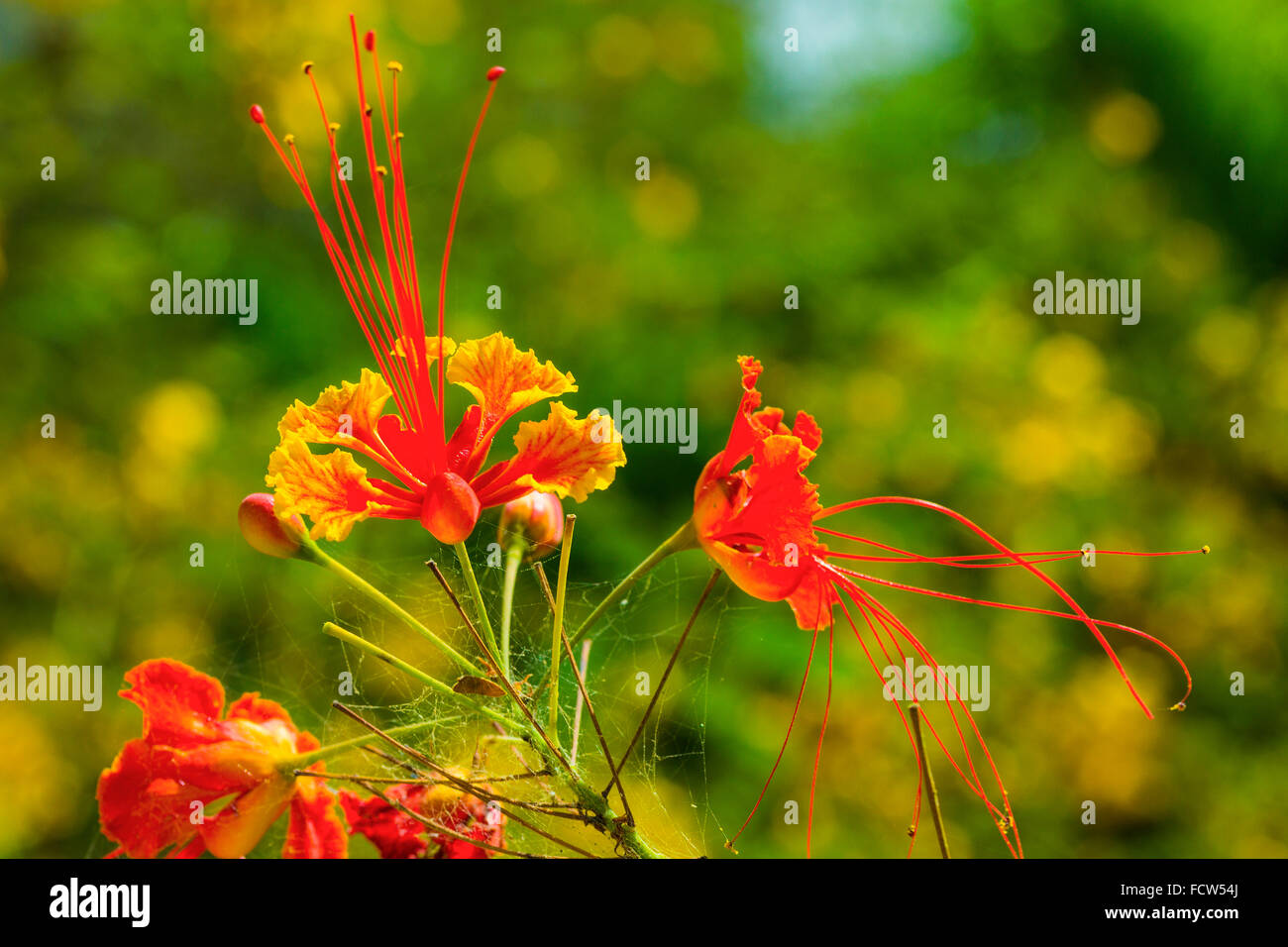 Peacock Flower (Caesalpinia pulcherrima) on the south coast of the ...