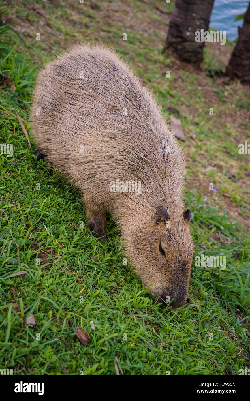 Largest rodent hi-res stock photography and images - Alamy
