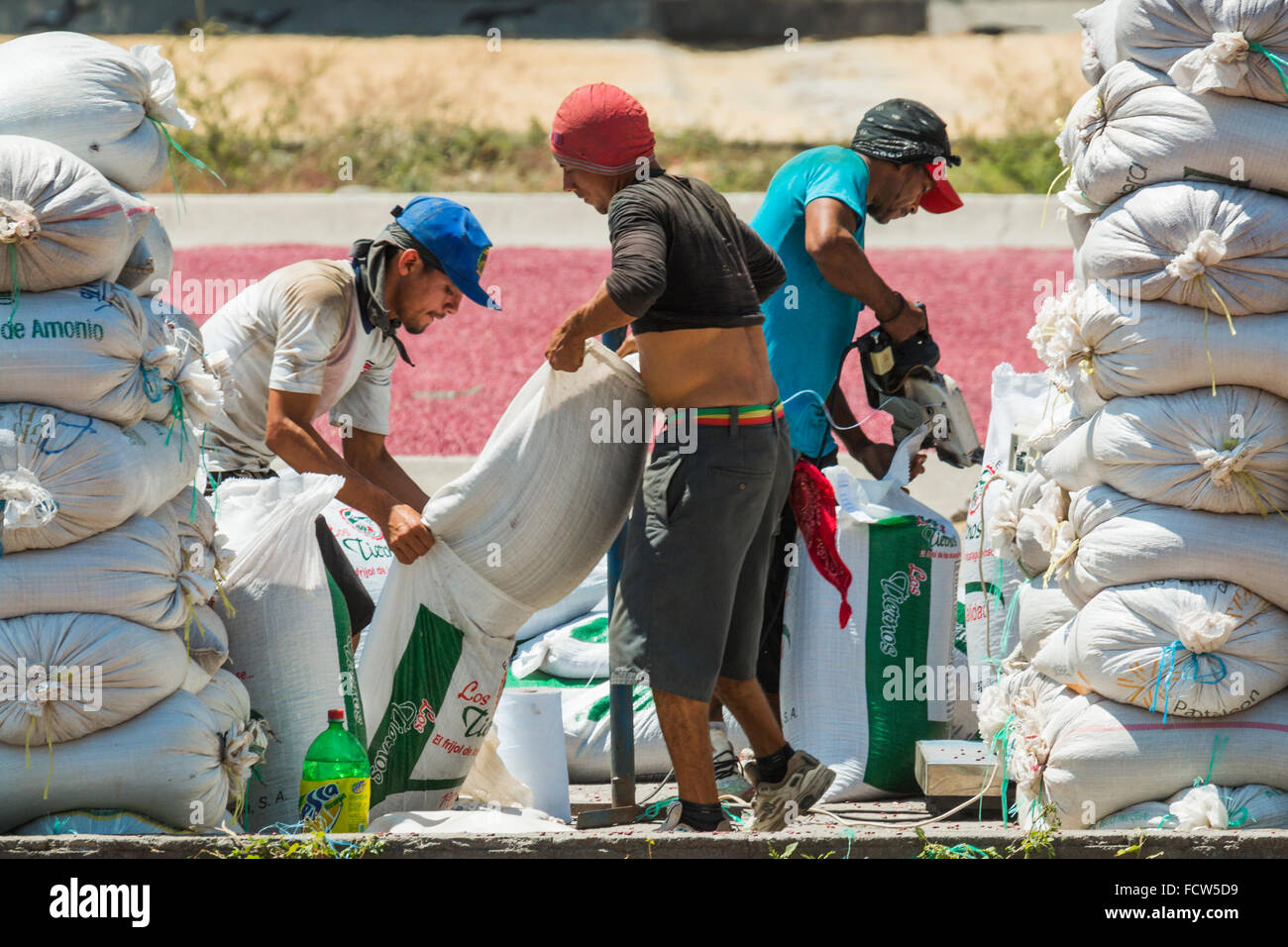 Workers bagging coffee beans at factory in this northern town in ...