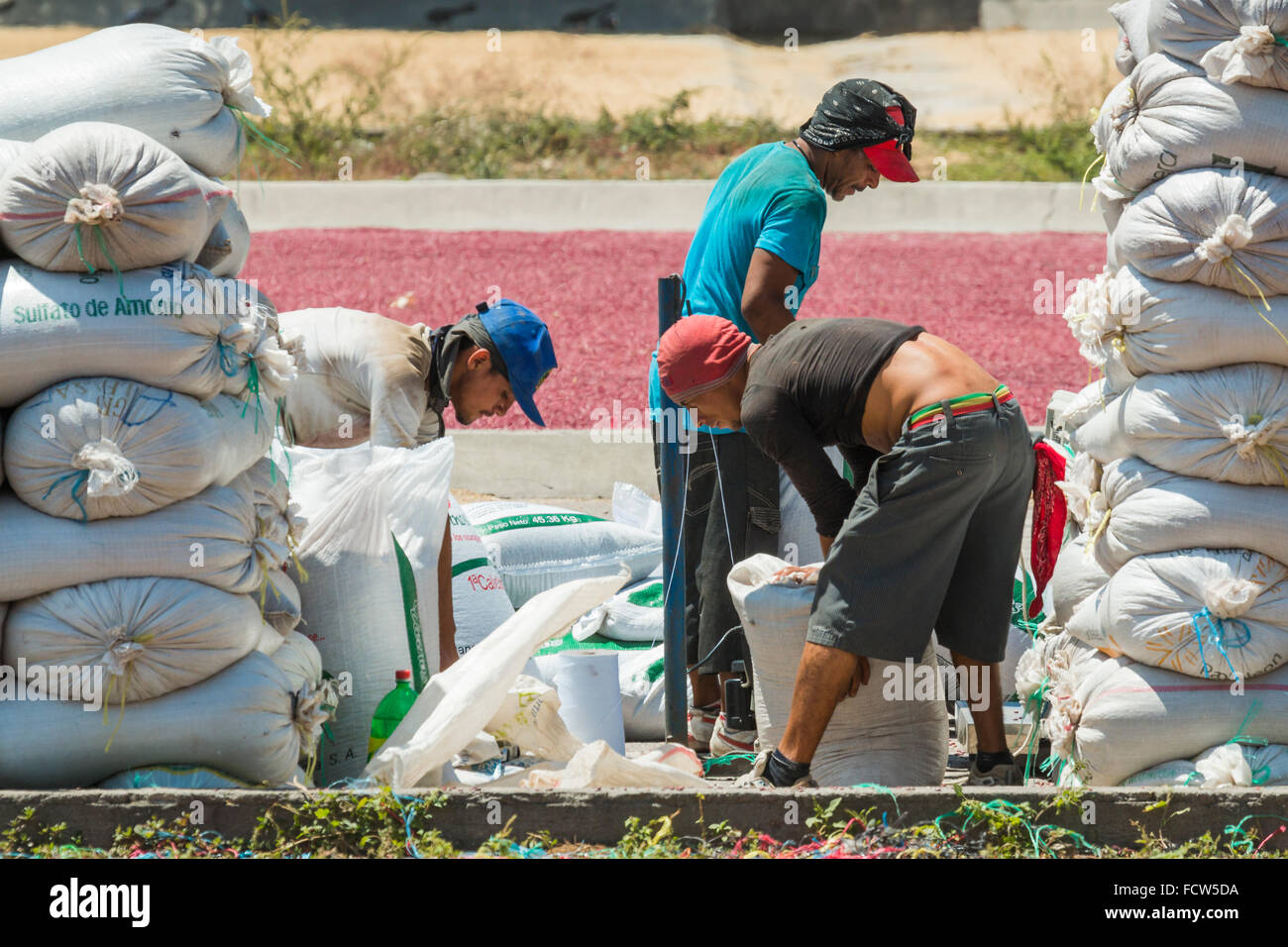 Workers bagging coffee beans at factory in this northern town in ...