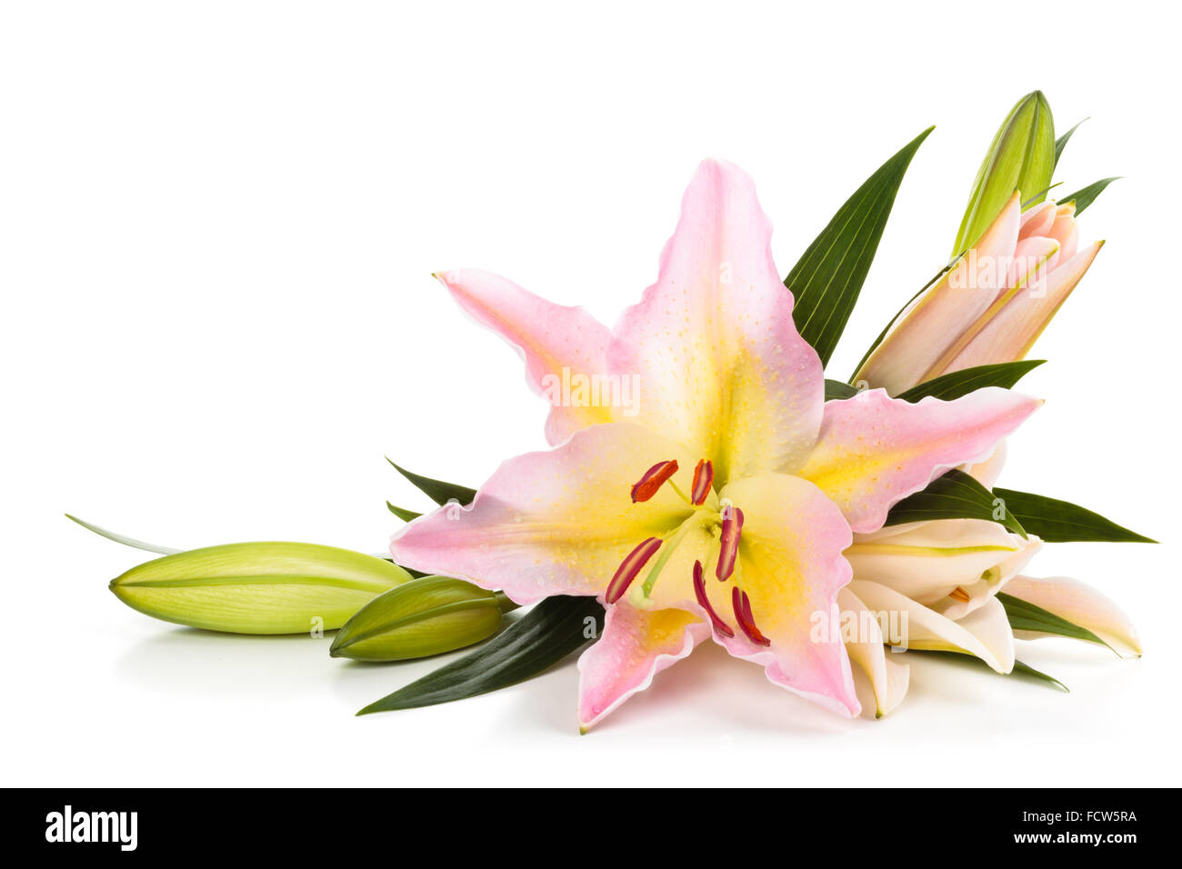 Pink lilies flower closeup hi-res stock photography and images - Alamy