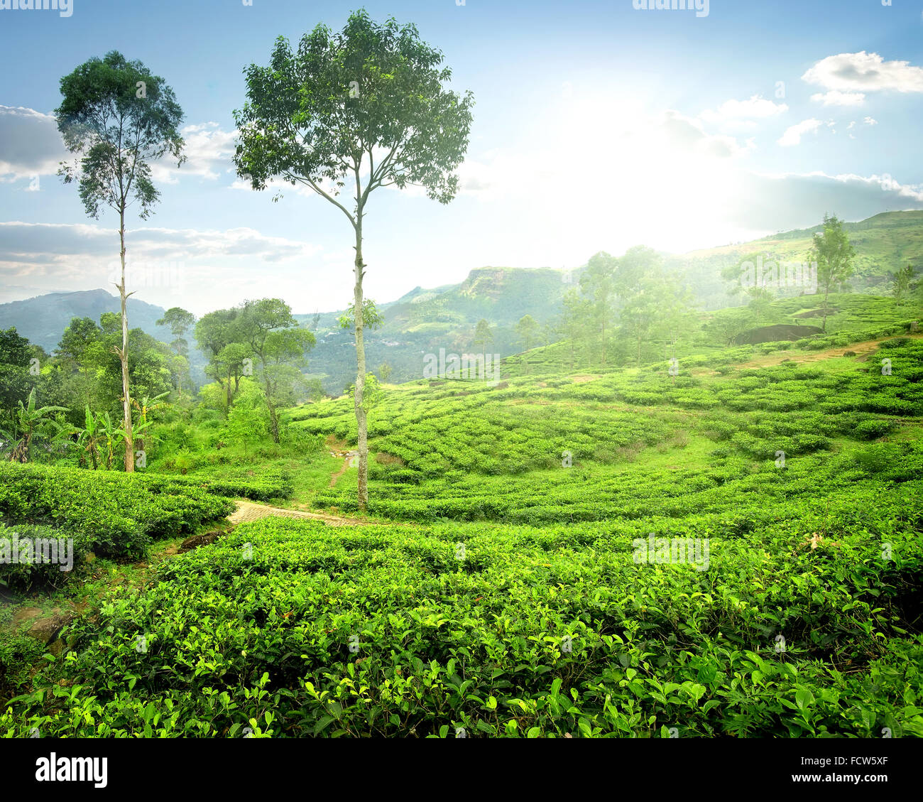 Fog over green tea plantations in the morning Stock Photo - Alamy