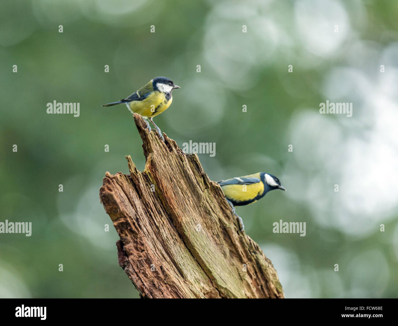Beautiful Great Tit (Paripus major) foraging in natural woodland forest ...