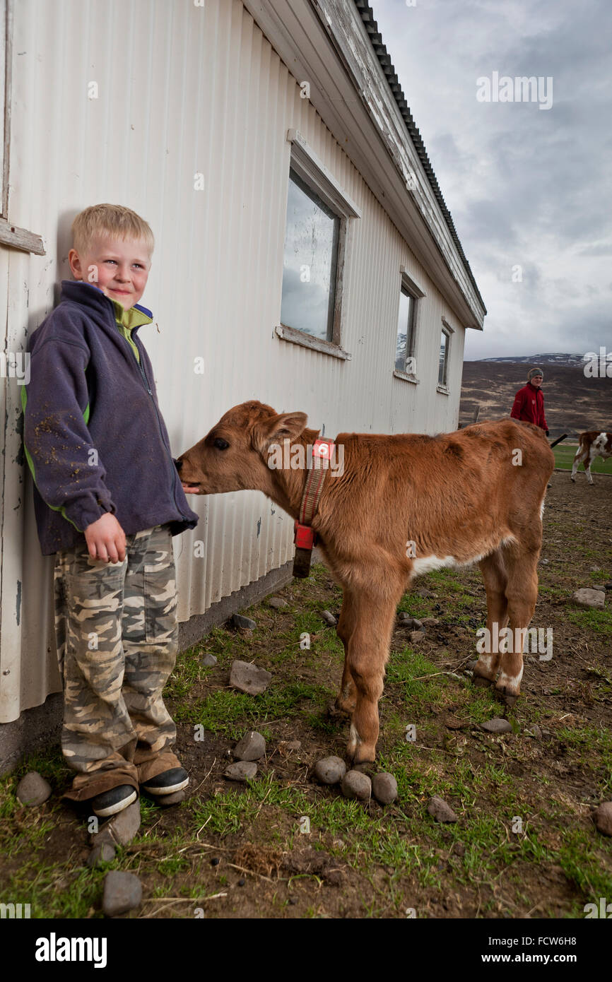 Boy with young calf, Audbrekka farm, Horgardalur valley, Iceland Stock ...
