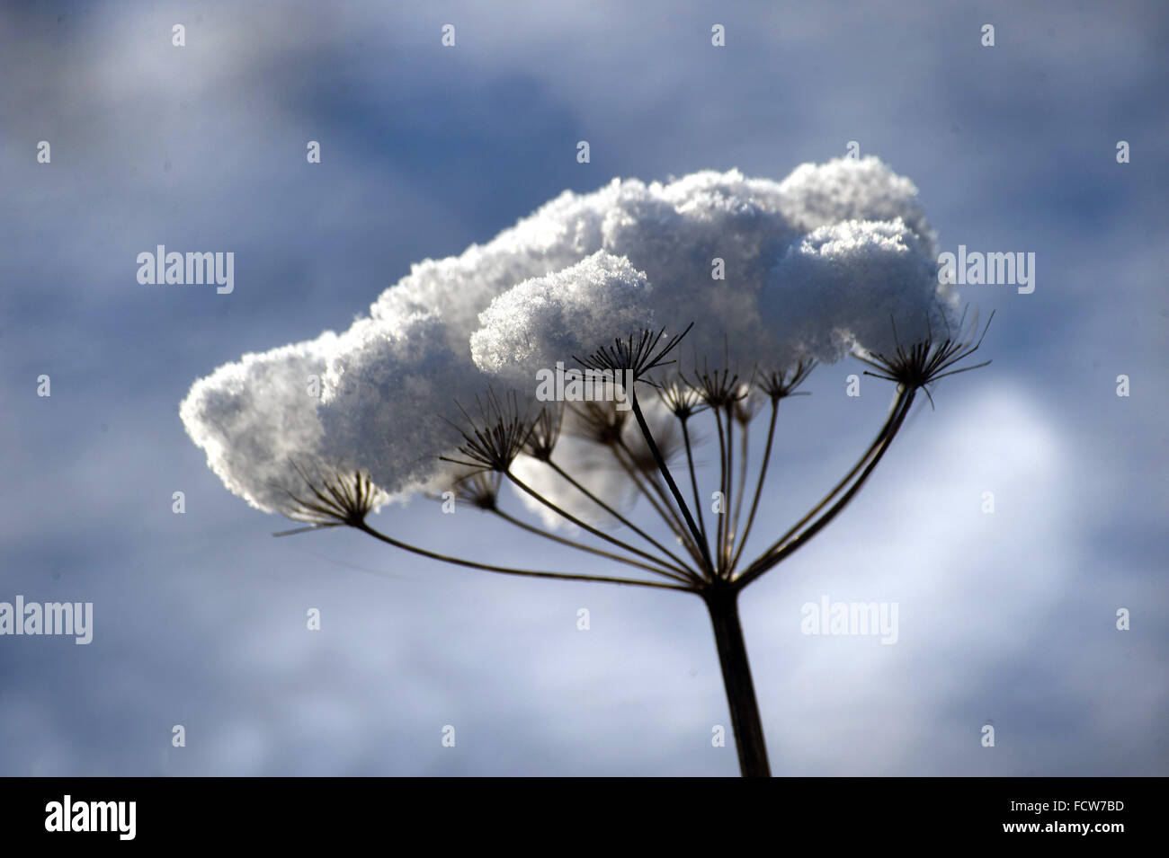 Snow covered Cow Parsley, Northumberland Stock Photo - Alamy