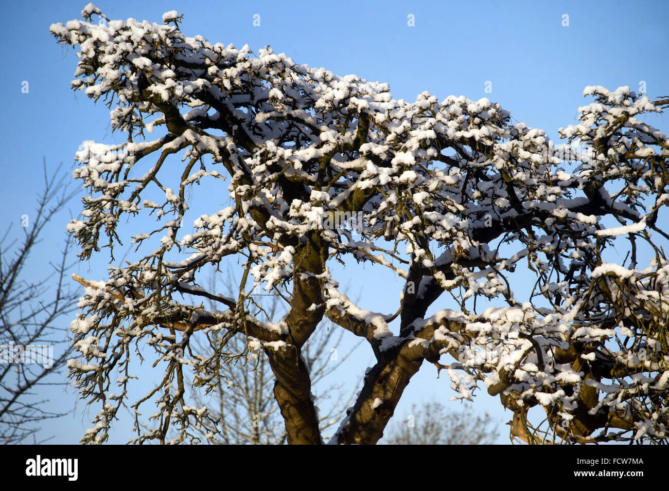 Snow covered tree, Northumberland Stock Photo - Alamy