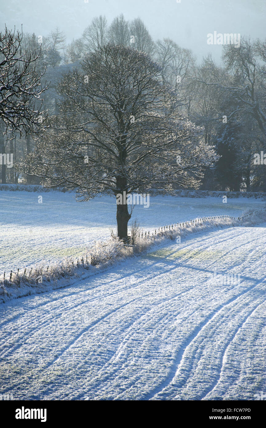 Snow covered tree Stock Photo - Alamy