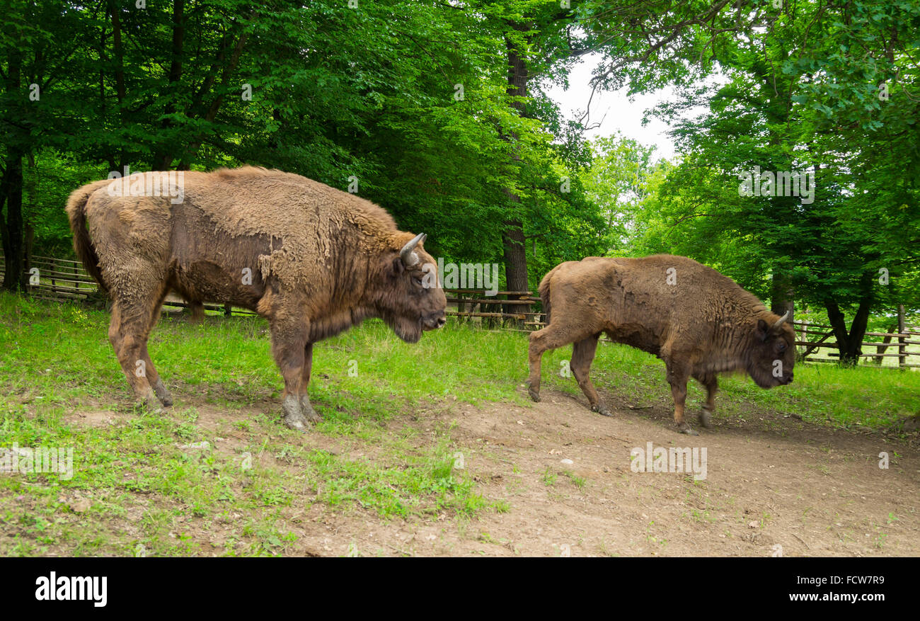 Romanian wilderness hi-res stock photography and images - Alamy