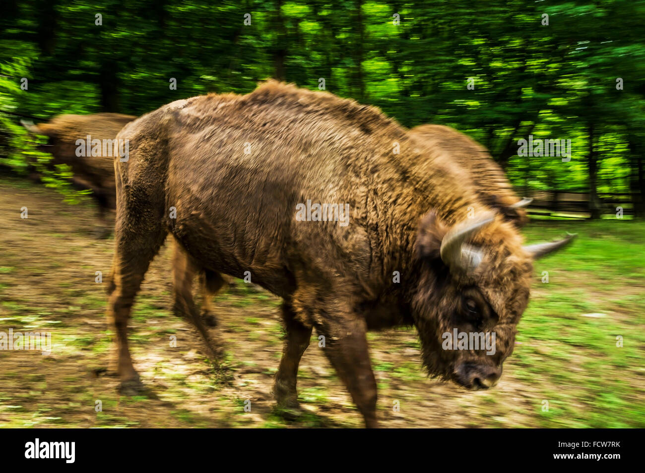 European Bison in Hateg Romania Stock Photo - Alamy