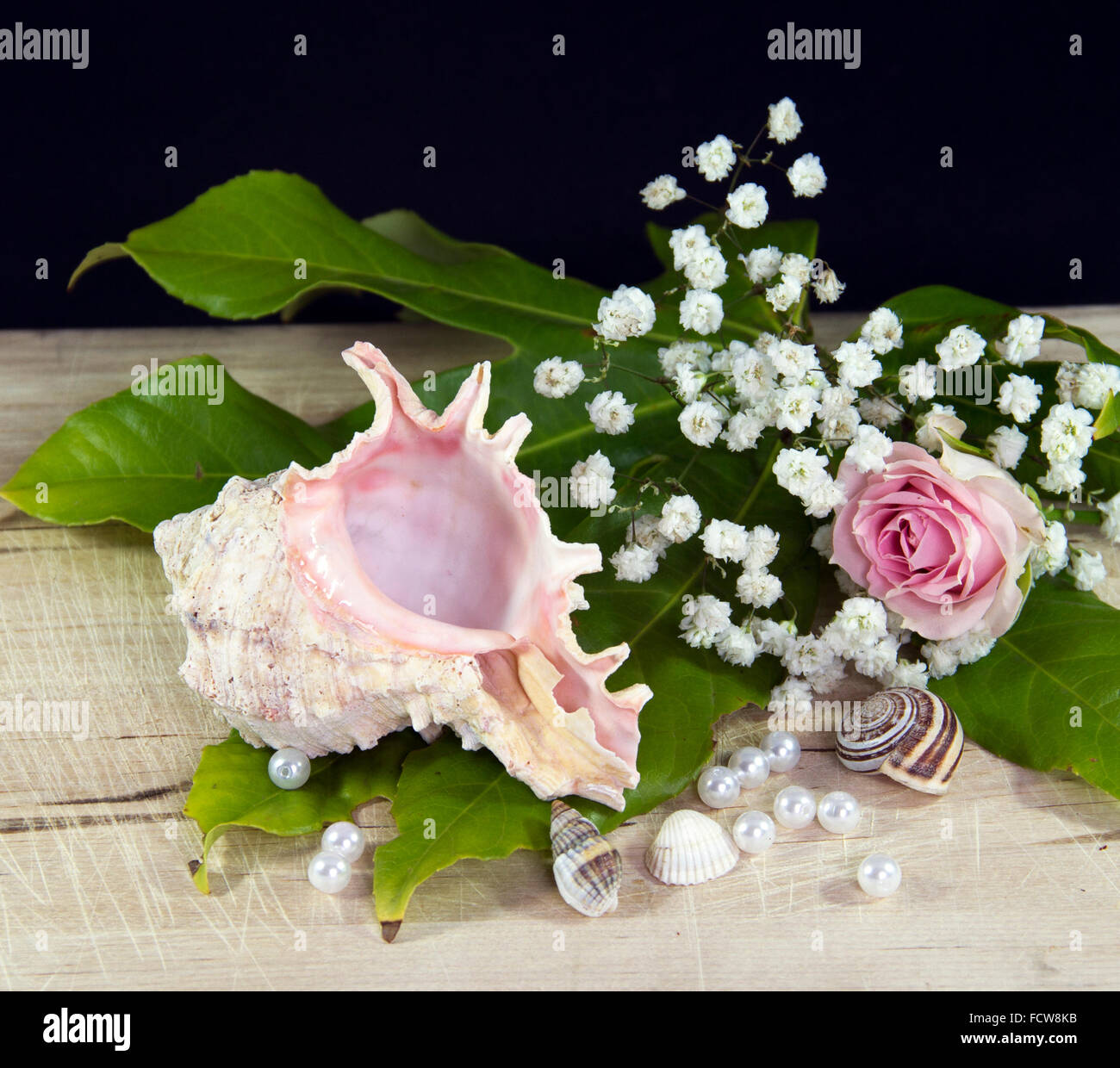 Shells with pink rose in a black background Stock Photo - Alamy