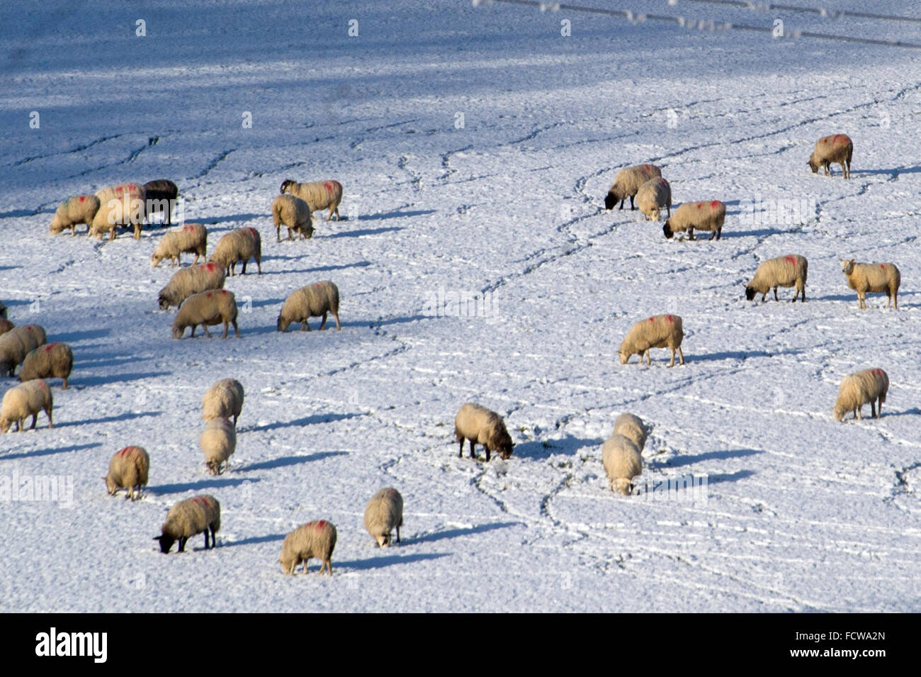 Sheep in snowy field hi-res stock photography and images - Alamy